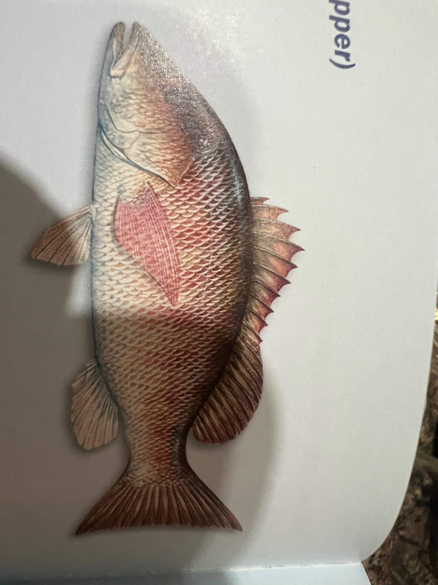 Tight Lines…Try Fishing for Grey Snapper,AKA Mangrove Snapper, for an ...