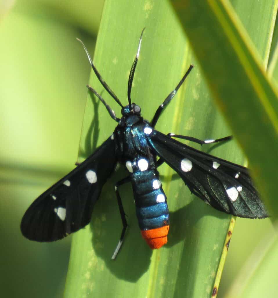 The Polka-Dot Wasp Moth on Your Oleanders - Burnt Store Marina
