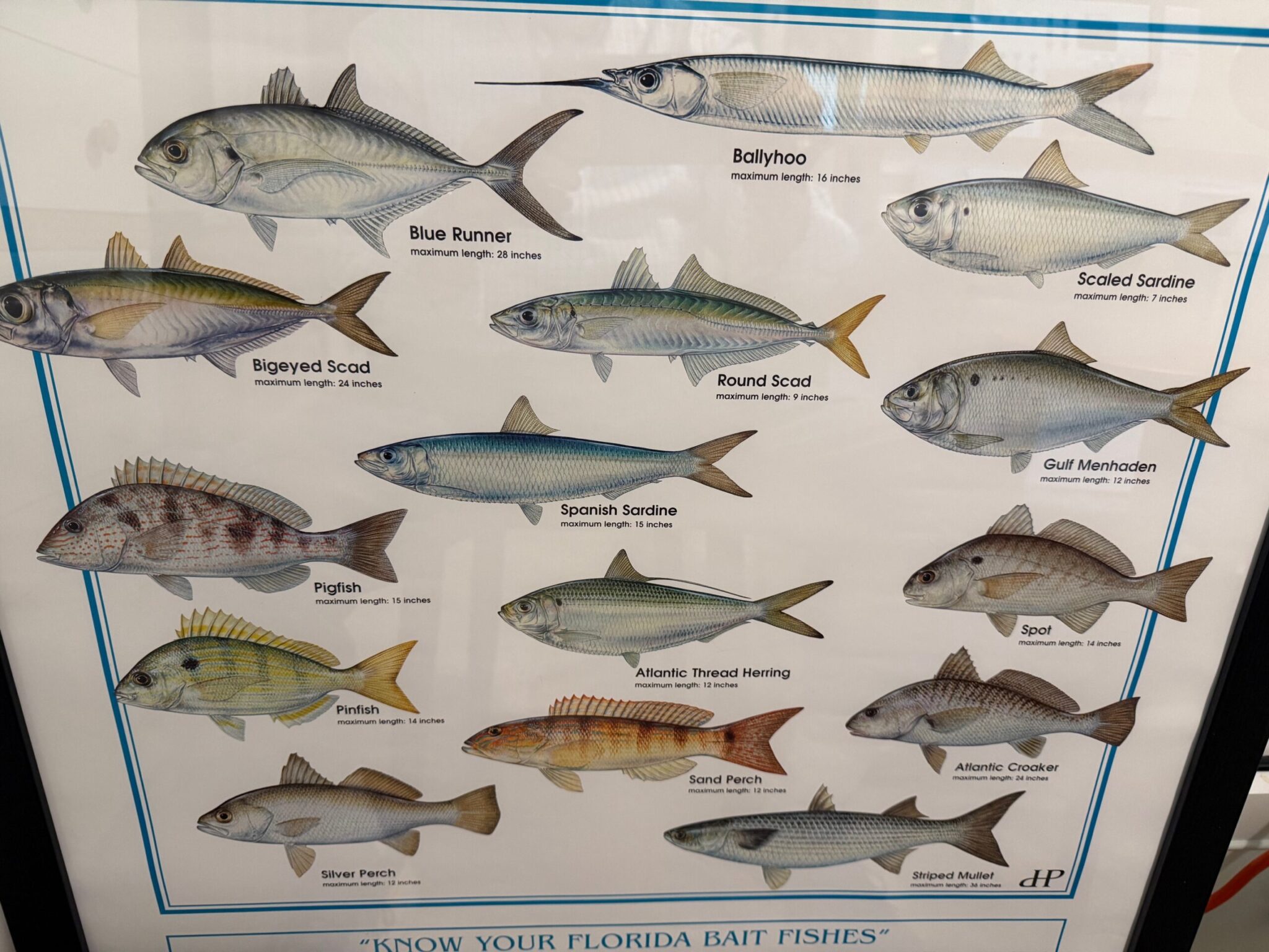 Tight Lines…The Art of Selecting a Live Baitfish to Catch Harbor Fish ...